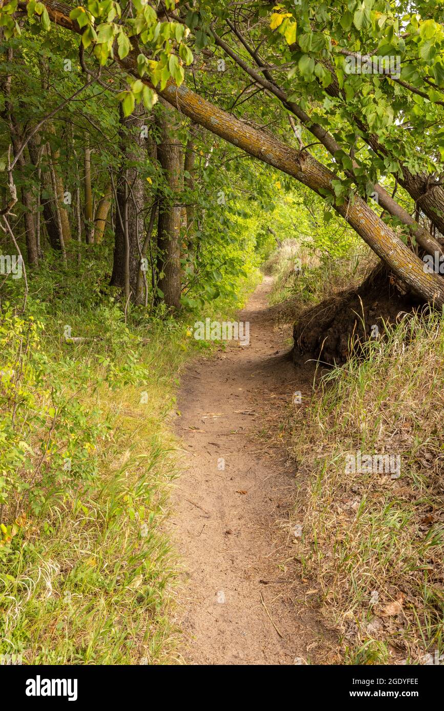 A hiking trail in the woods during summer in Minnesota Stock Photo - Alamy