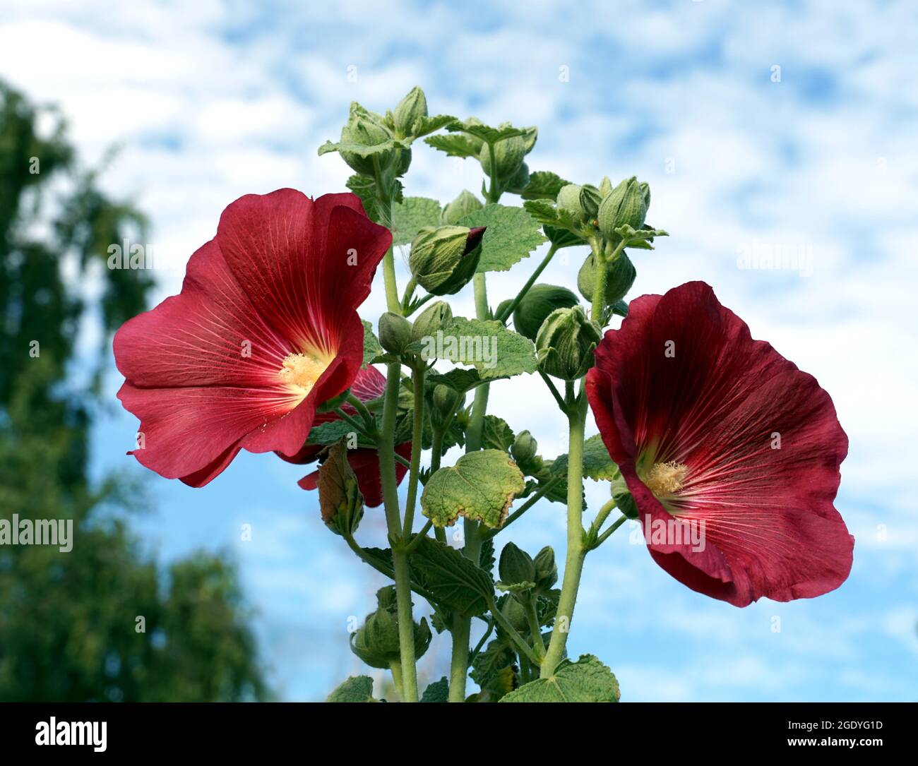 Two beautiful red bell-shaped flowers of a wild plant Stock Photo - Alamy