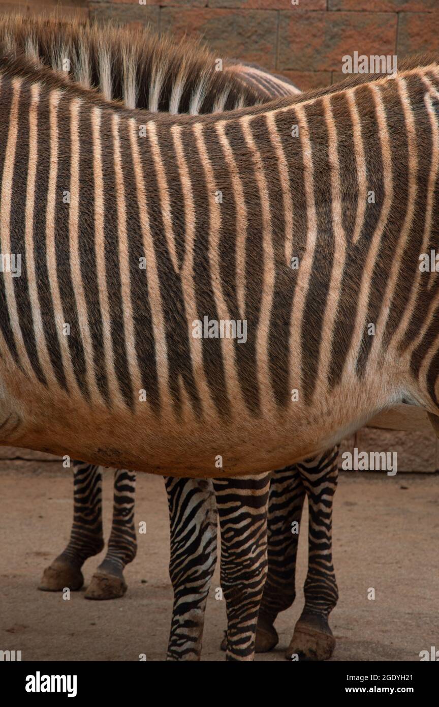 A vertical shot of beautiful zebra skin texture Stock Photo - Alamy