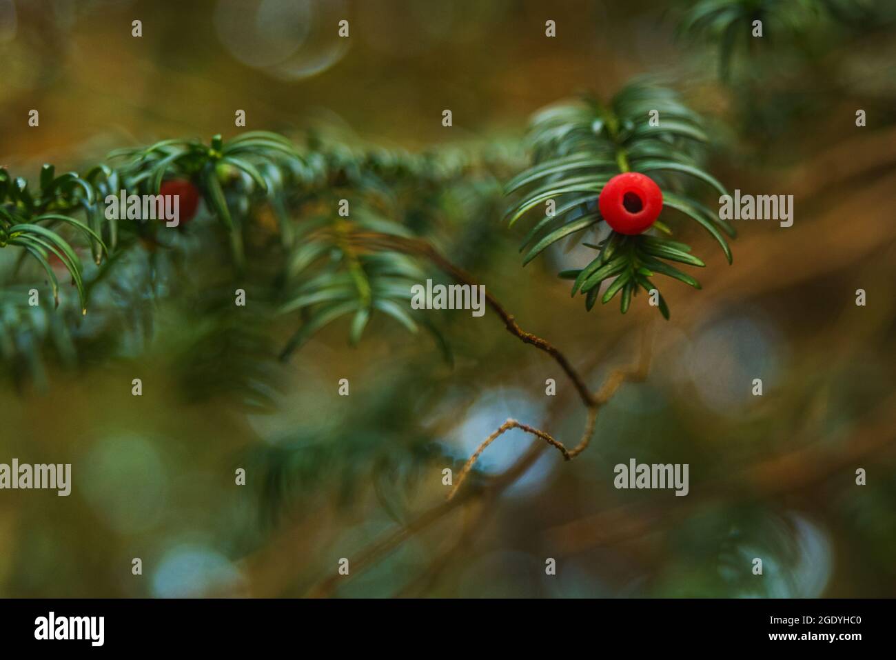 red yew berry macro shot Stock Photo - Alamy