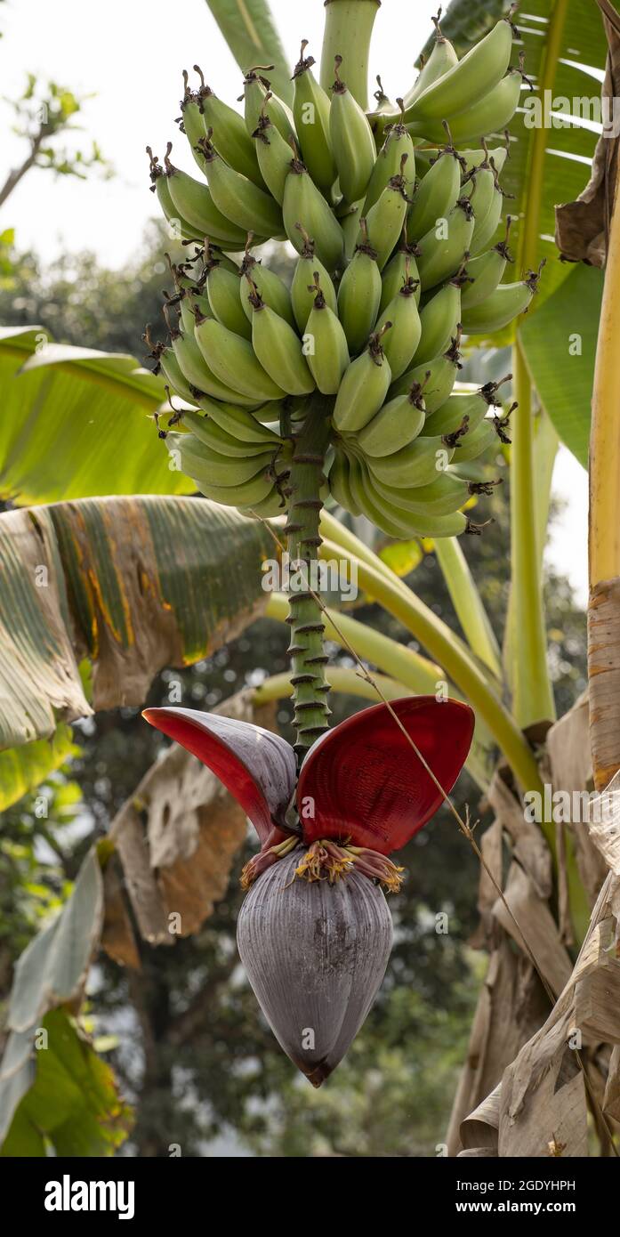 A vertical shot of a banana plant Stock Photo - Alamy