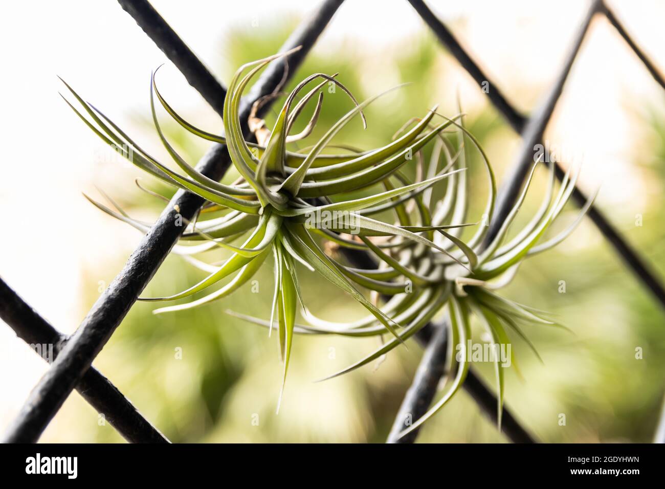A green air carnation plant hanging from a chain-link fence Stock Photo ...