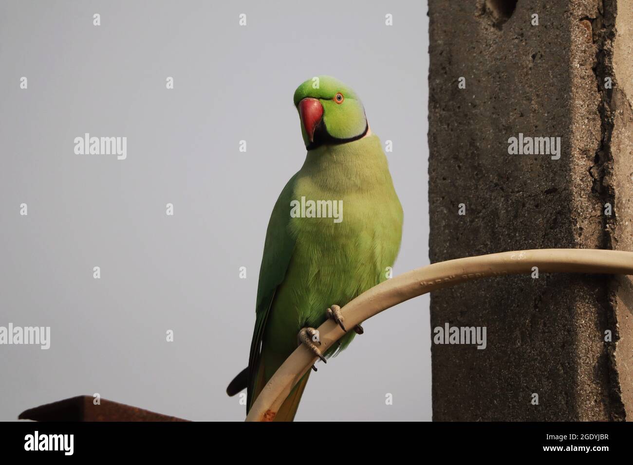 A rose-ringed parakeet perched on a wire next to a concrete pipe Stock ...