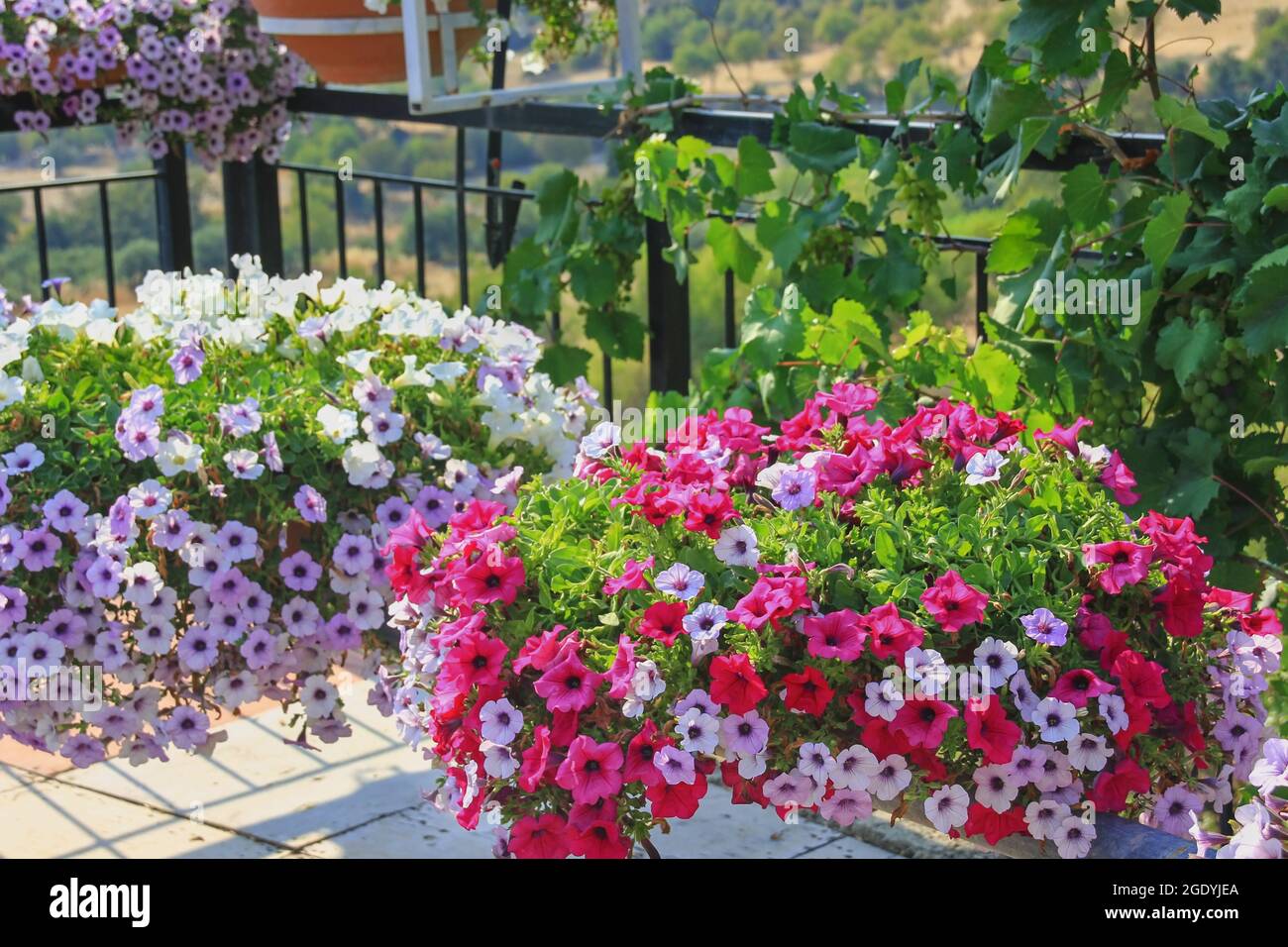 Blooming overflowing blooming pink and purple petunia flowers or ...