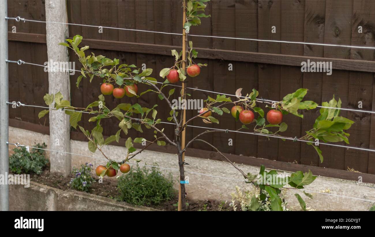 Espalier trained apple tree with red apples Stock Photo - Alamy