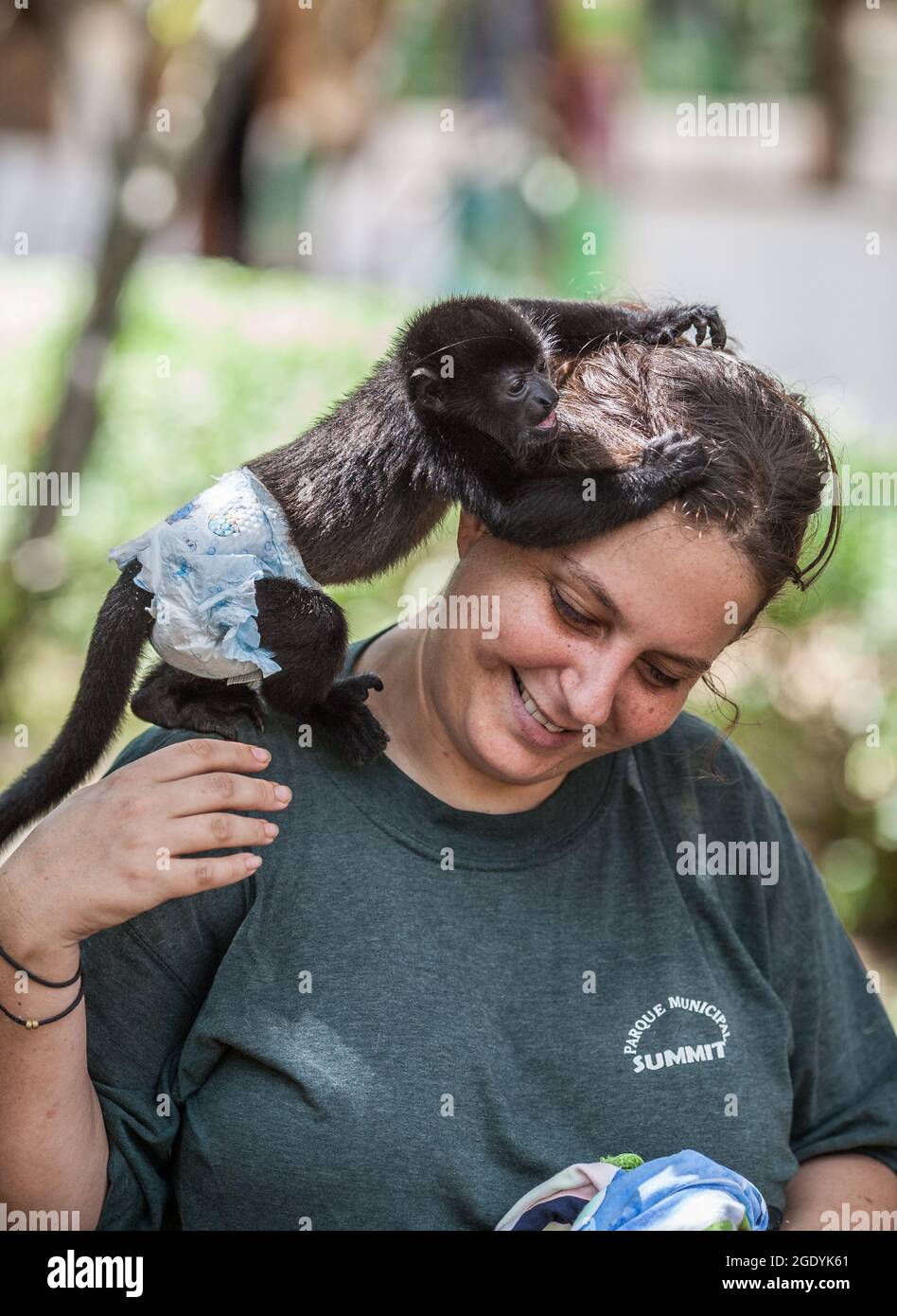 Young Howler monkey in diapers playing with female keeper at a zoo in ...