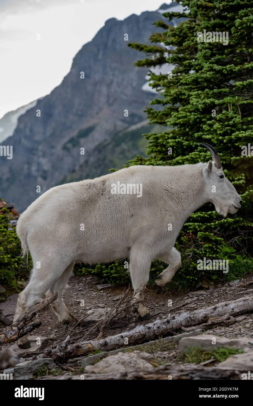 Mountain Goat Walks Along Cliff Edge in Glacier National Park's high ...