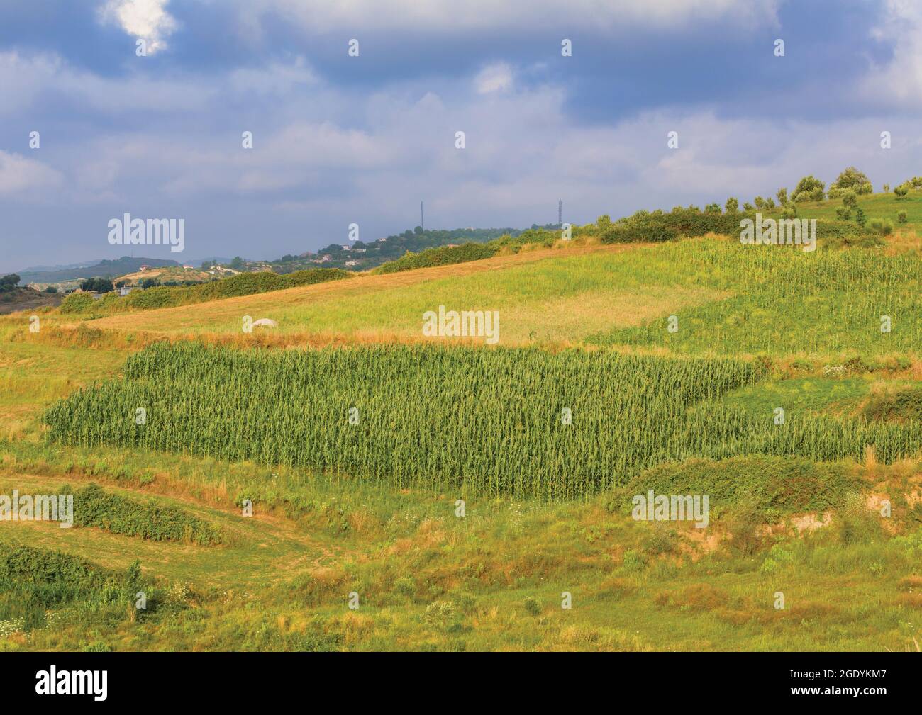 Fier Region, Albania. Crops growing on typical farmland near Patos ...