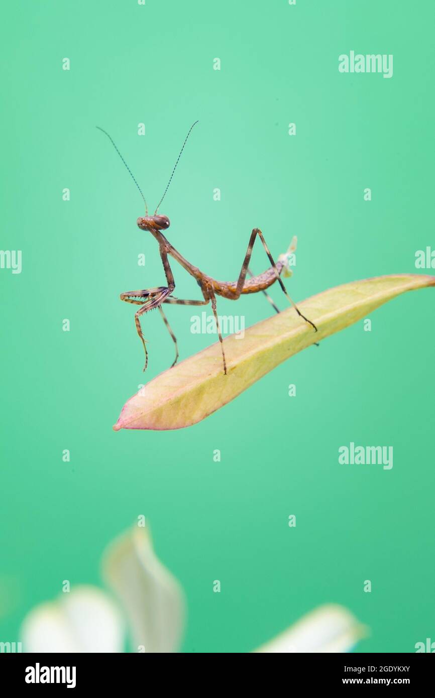 A small praying mantis on a plant with a light green background Stock ...