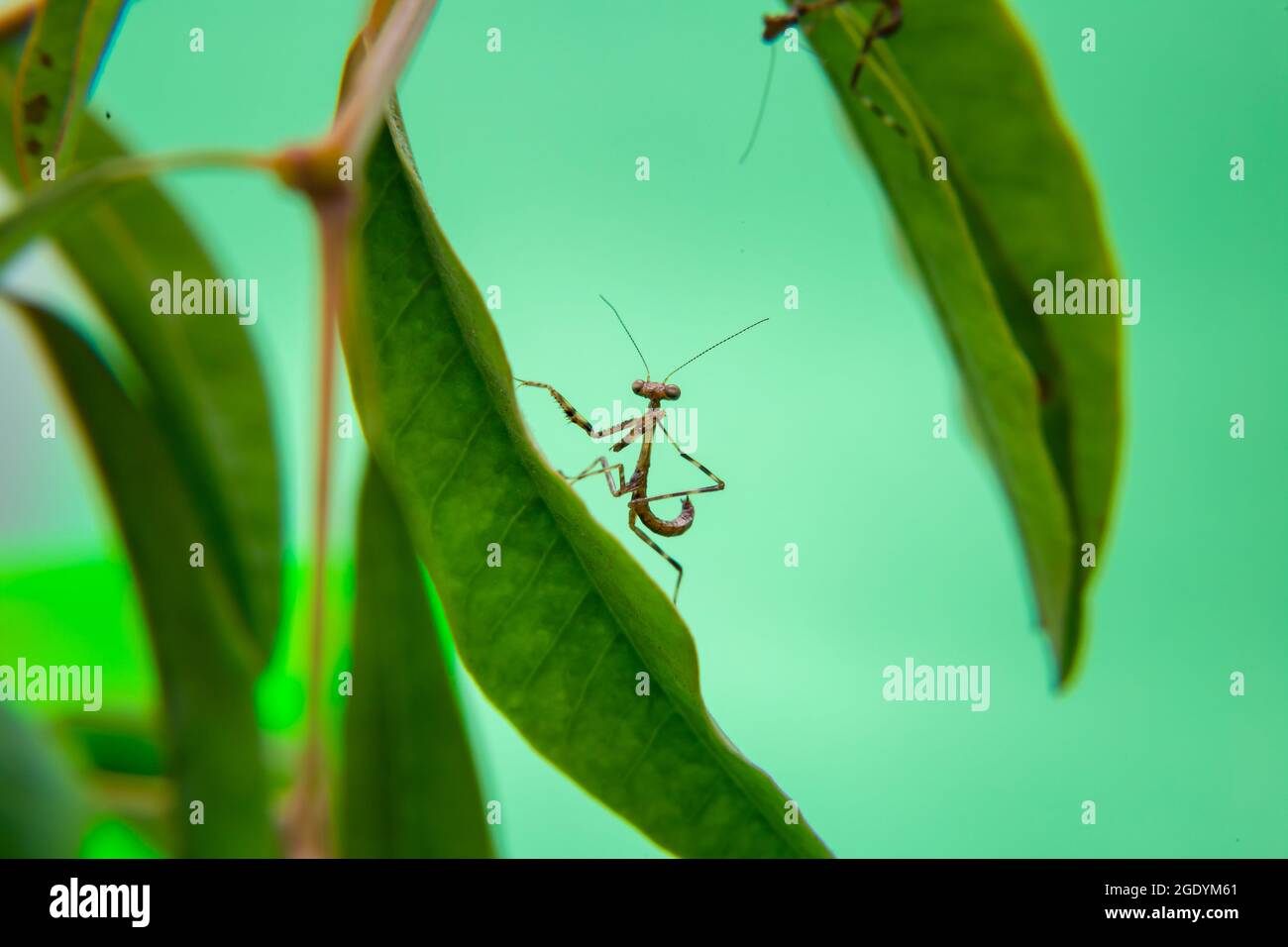 A small praying mantis on a plant with a light green background Stock ...