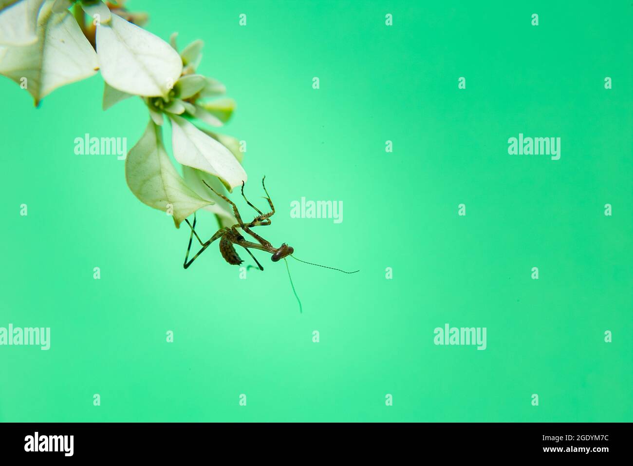 A small praying mantis on a plant with a light green background Stock ...