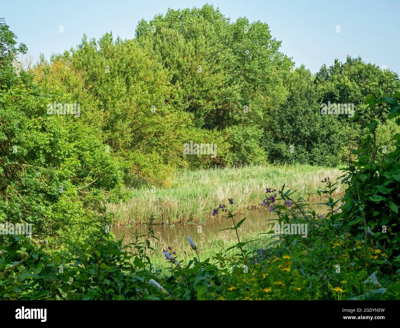 View over a pond and green vegetation at Barlow Common, North Yorkshire ...