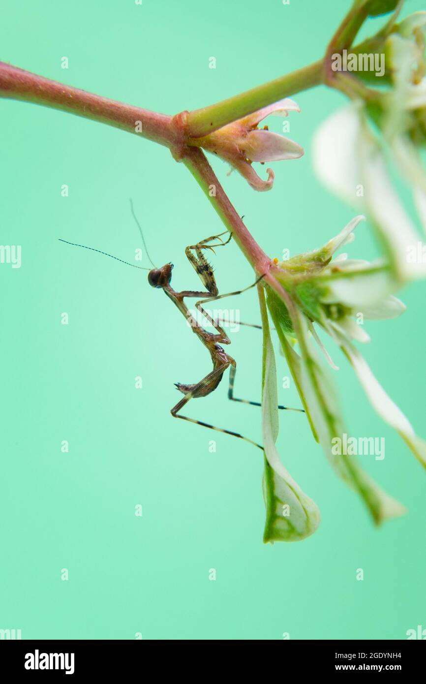 A small praying mantis on a plant with a light green background Stock ...