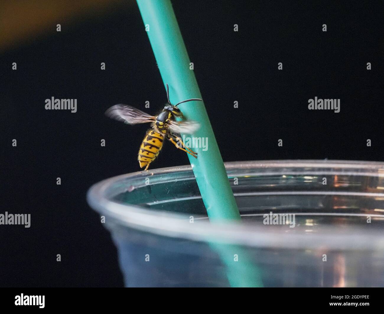 Wasp on plastic drinking cup Stock Photo - Alamy