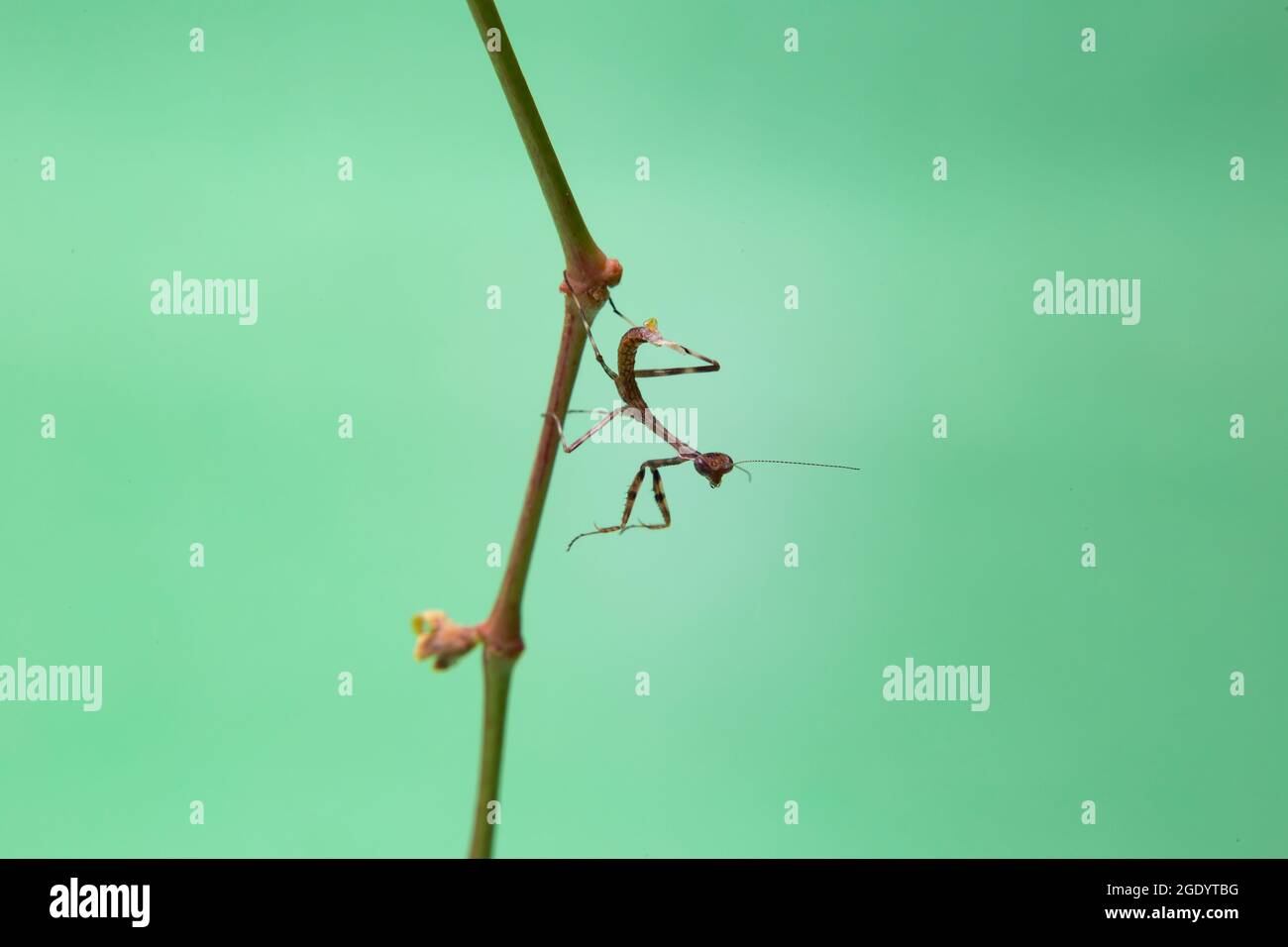 A small praying mantis on a plant with a light green background Stock ...