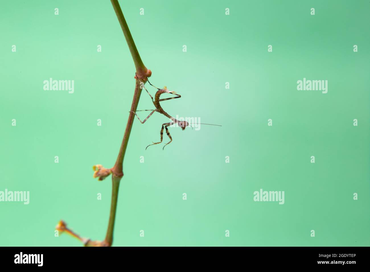 A small praying mantis on a plant with a light green background Stock ...