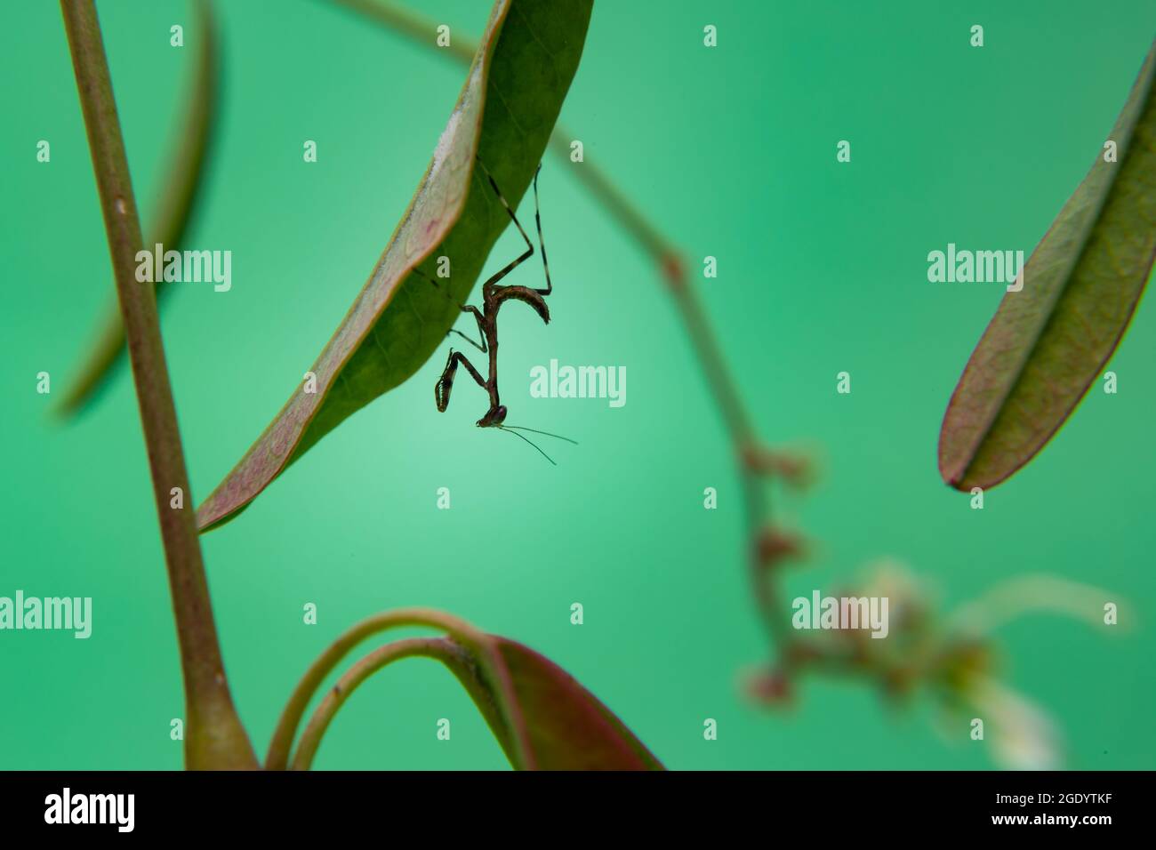 A small praying mantis on a plant with a light green background Stock ...