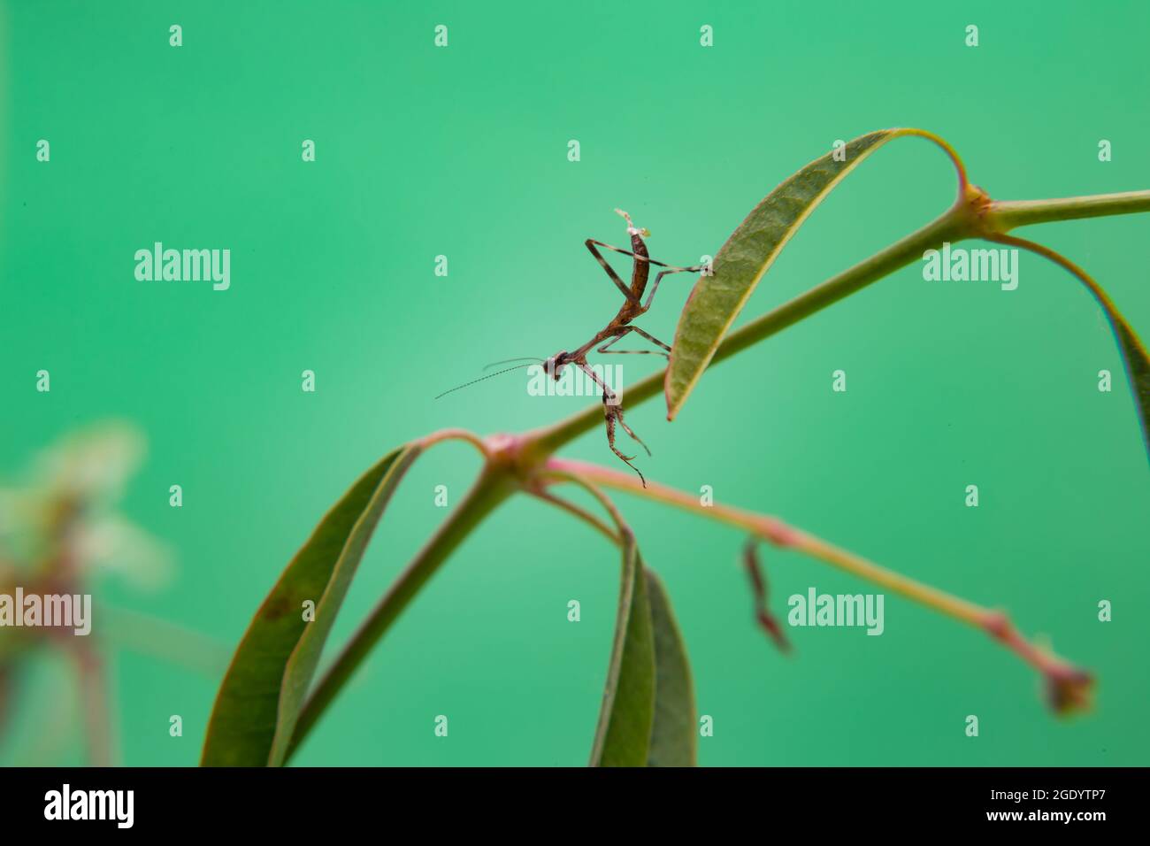 A small praying mantis on a plant with a light green background Stock ...