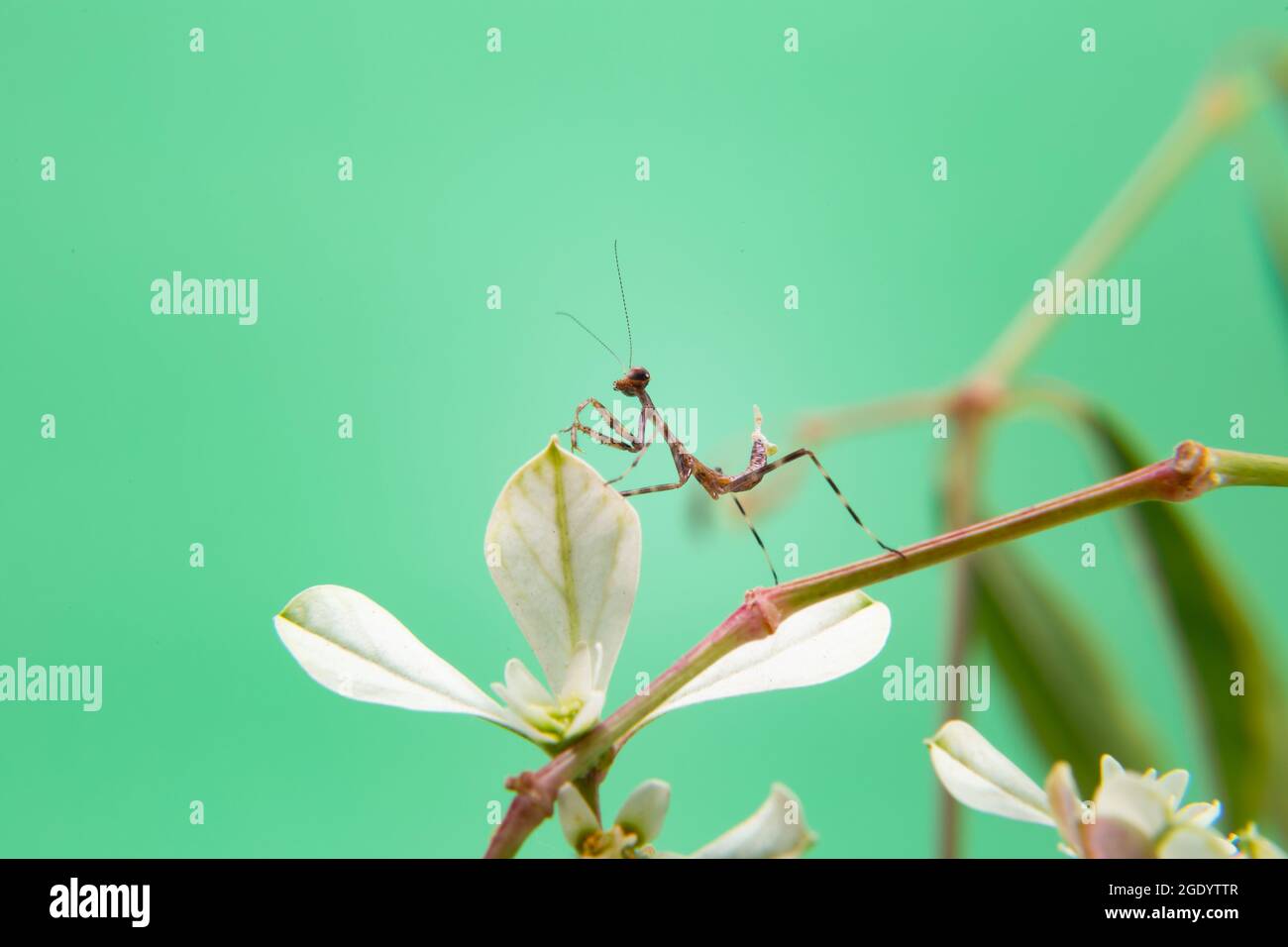 A small praying mantis on a plant with a light green background Stock ...