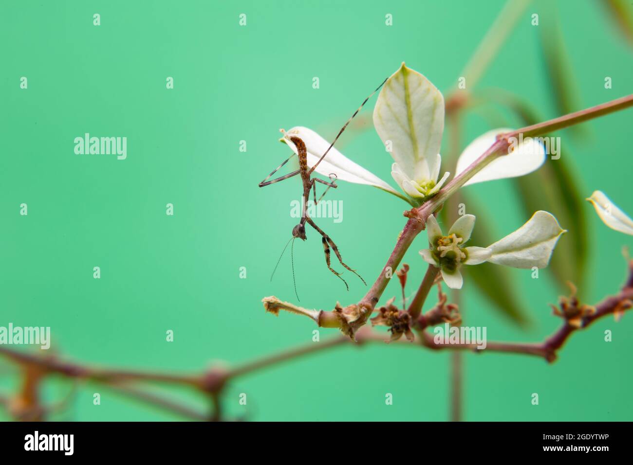 A small praying mantis on a plant with a light green background Stock ...