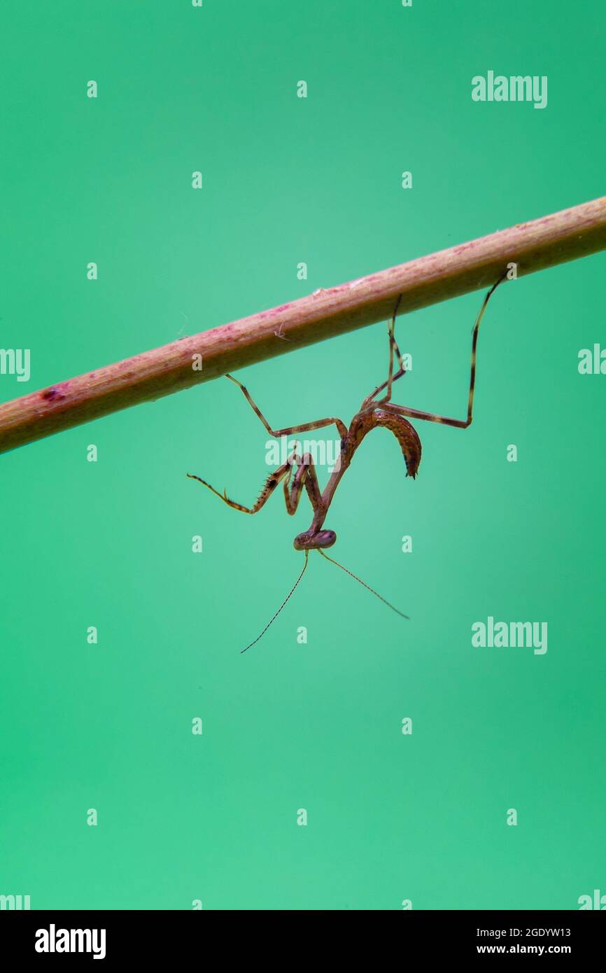 Green garden mantis hi-res stock photography and images - Alamy