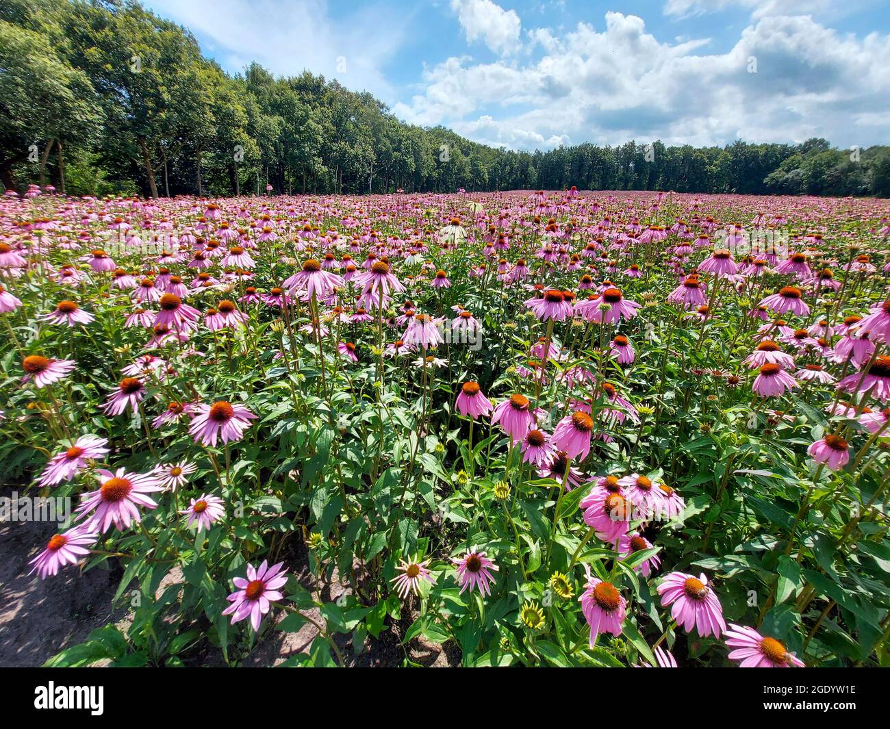 Fields of Echinacea purpurea or eastern purple coneflower in medical ...