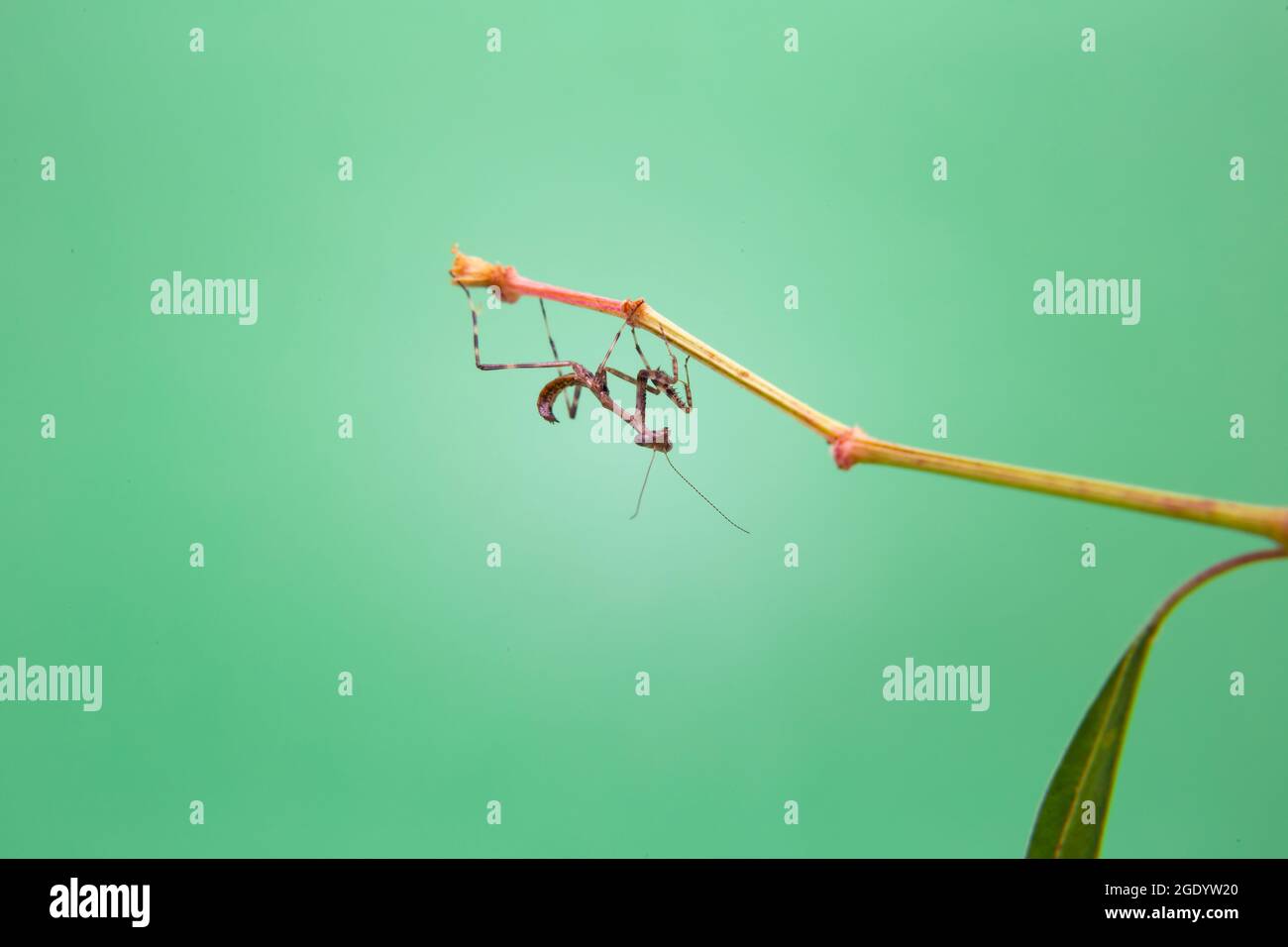 A small praying mantis on a plant with a light green background Stock ...