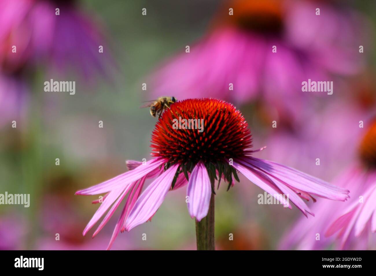 Fields of Echinacea purpurea or eastern purple coneflower in medical ...