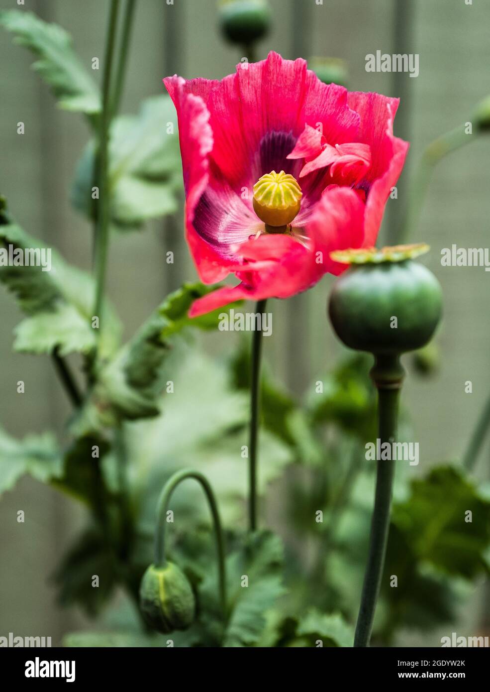 Pink poppy against a green background Stock Photo - Alamy