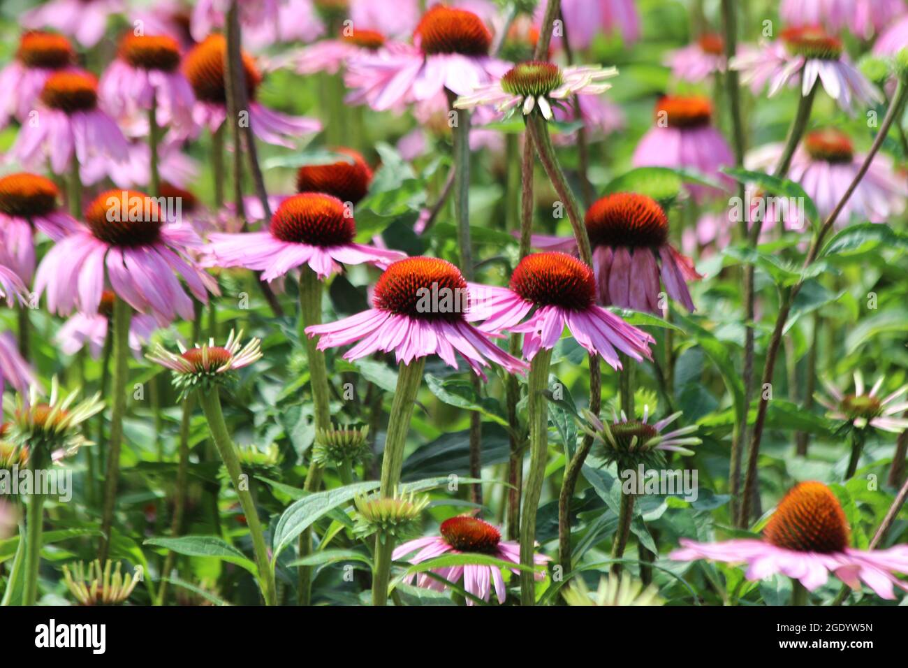 Fields of Echinacea purpurea or eastern purple coneflower in medical ...