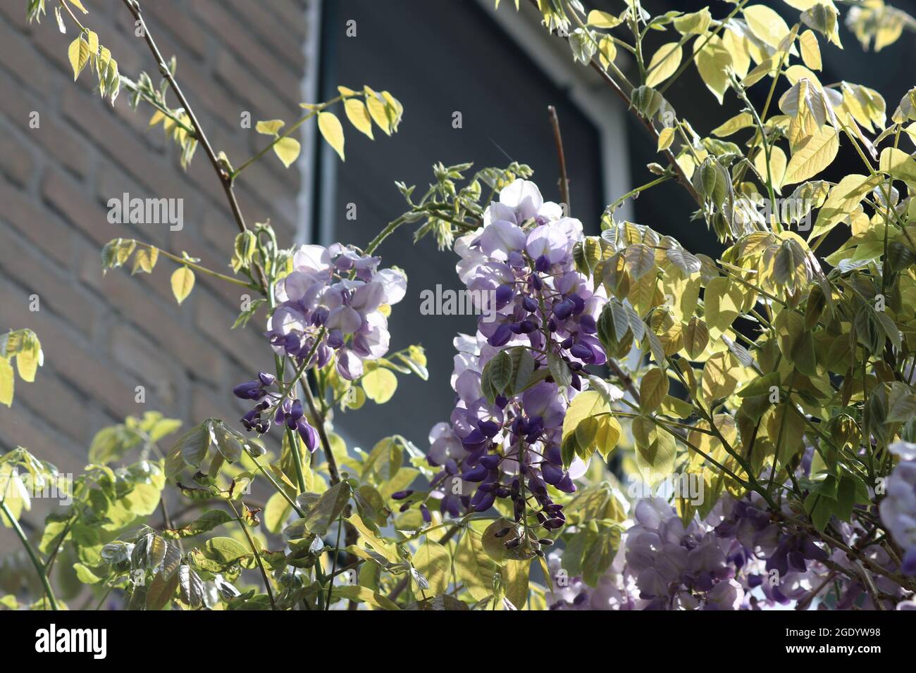 Blue colors of the Wisteria flowers during springtime in the ...