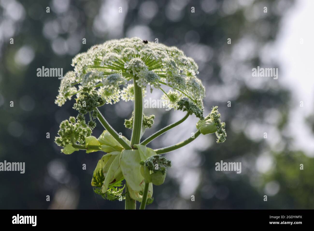 Giant hogweed burns hi-res stock photography and images - Alamy