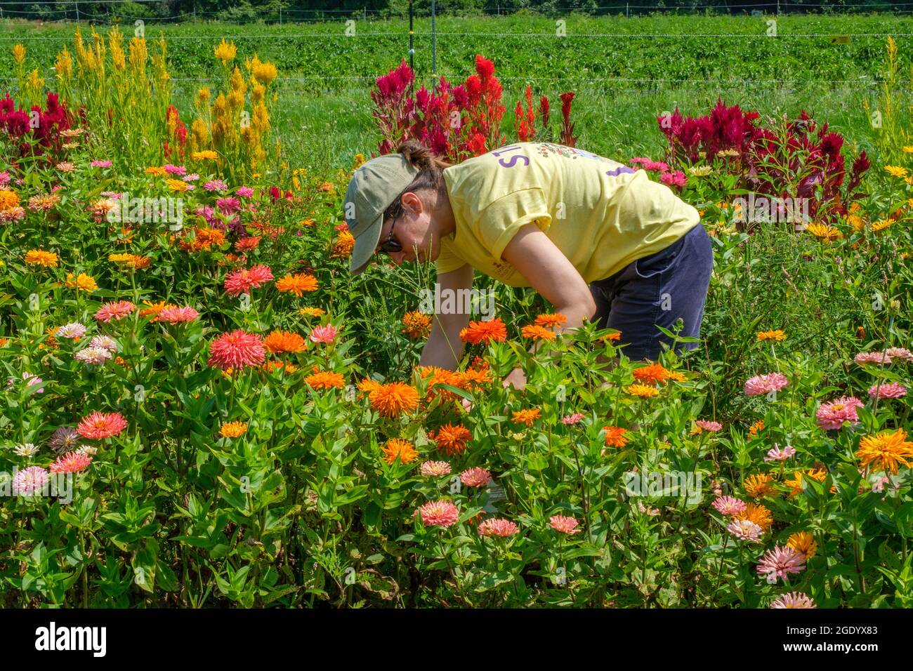 A farmer collecting flowers from the garden to sell at a local flower ...