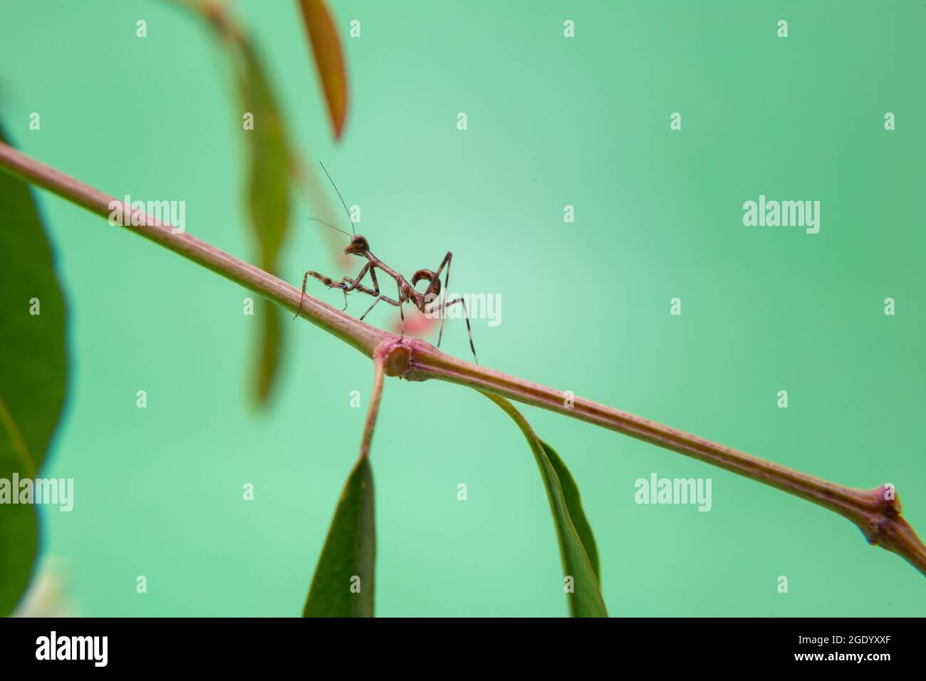 A small praying mantis on a plant with a light green background Stock ...