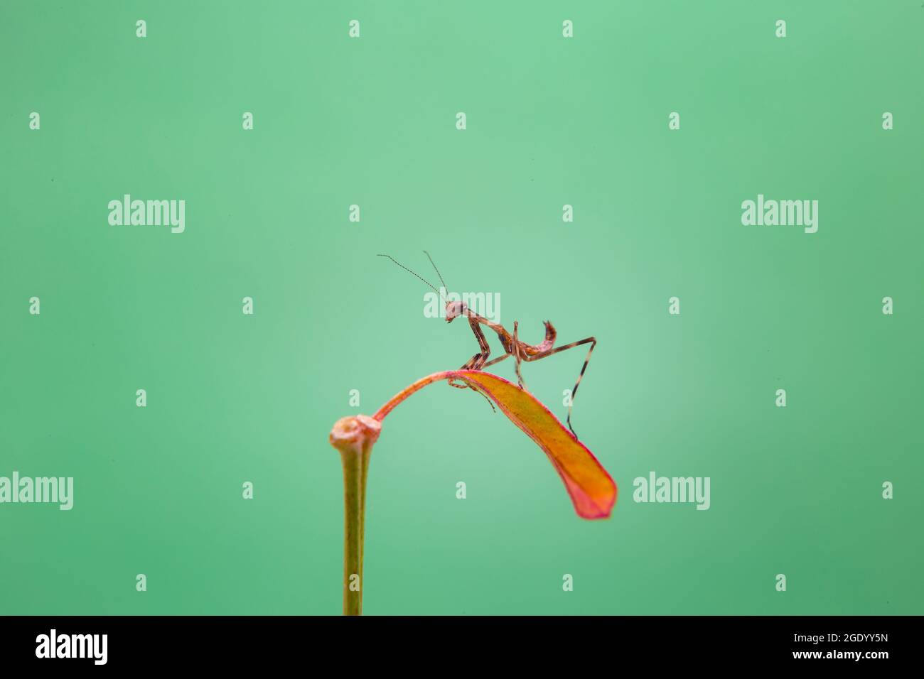 A small praying mantis on a plant with a light green background Stock ...