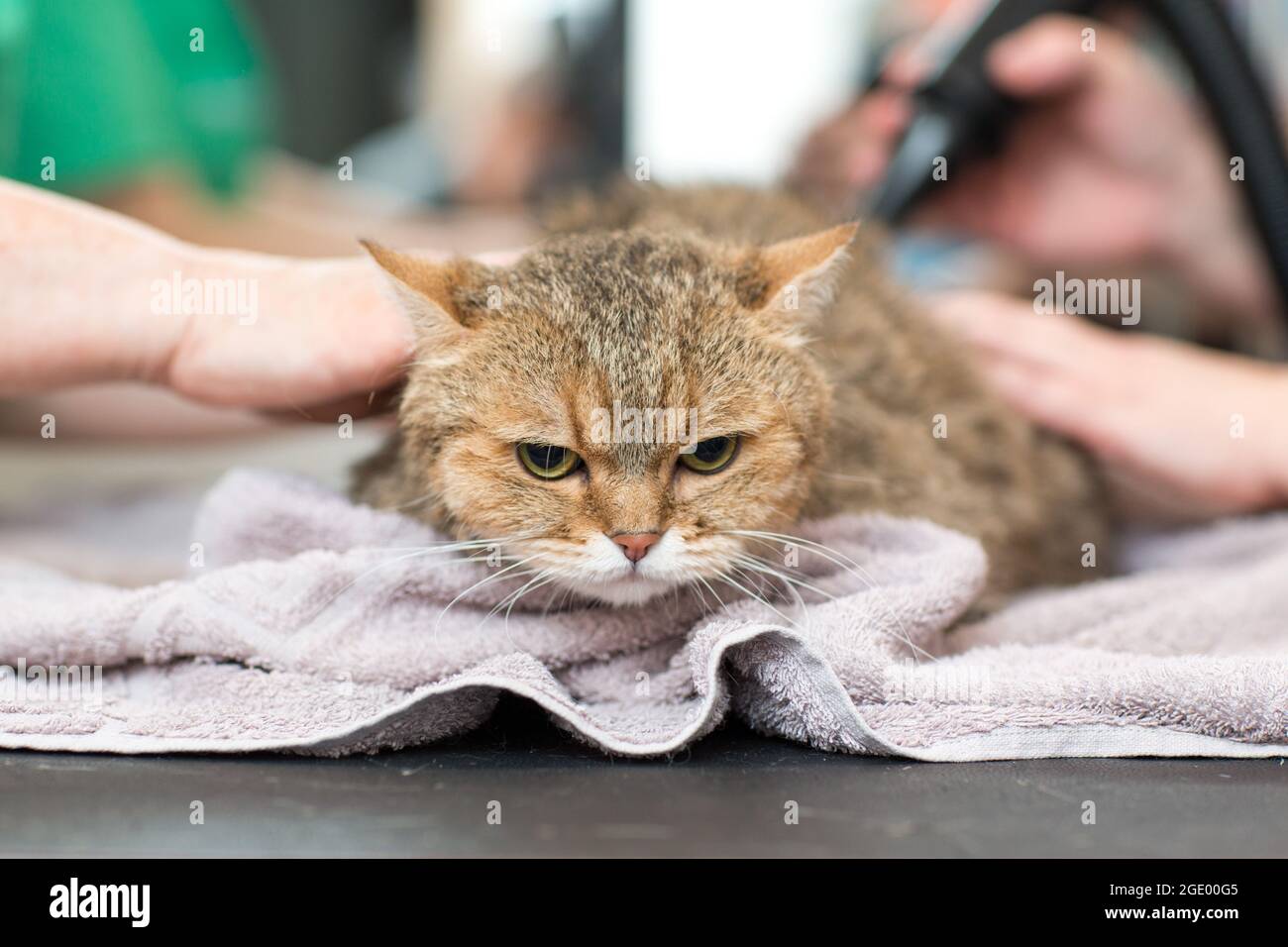 Cat and Pet grooming in beauty salon Stock Photo - Alamy