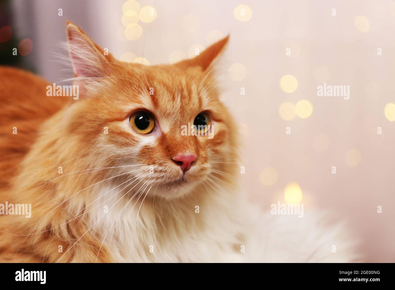 Lovable red cat on lights background Stock Photo - Alamy