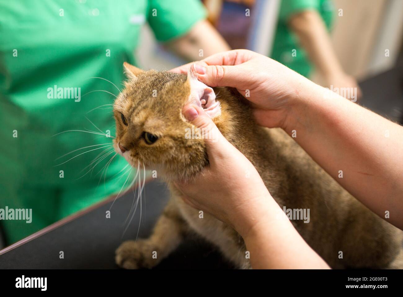 Cat and Pet grooming in beauty salon Stock Photo - Alamy