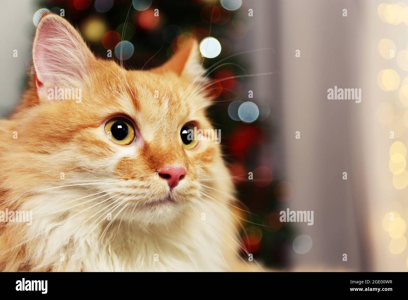 Lovable red cat on lights background Stock Photo - Alamy
