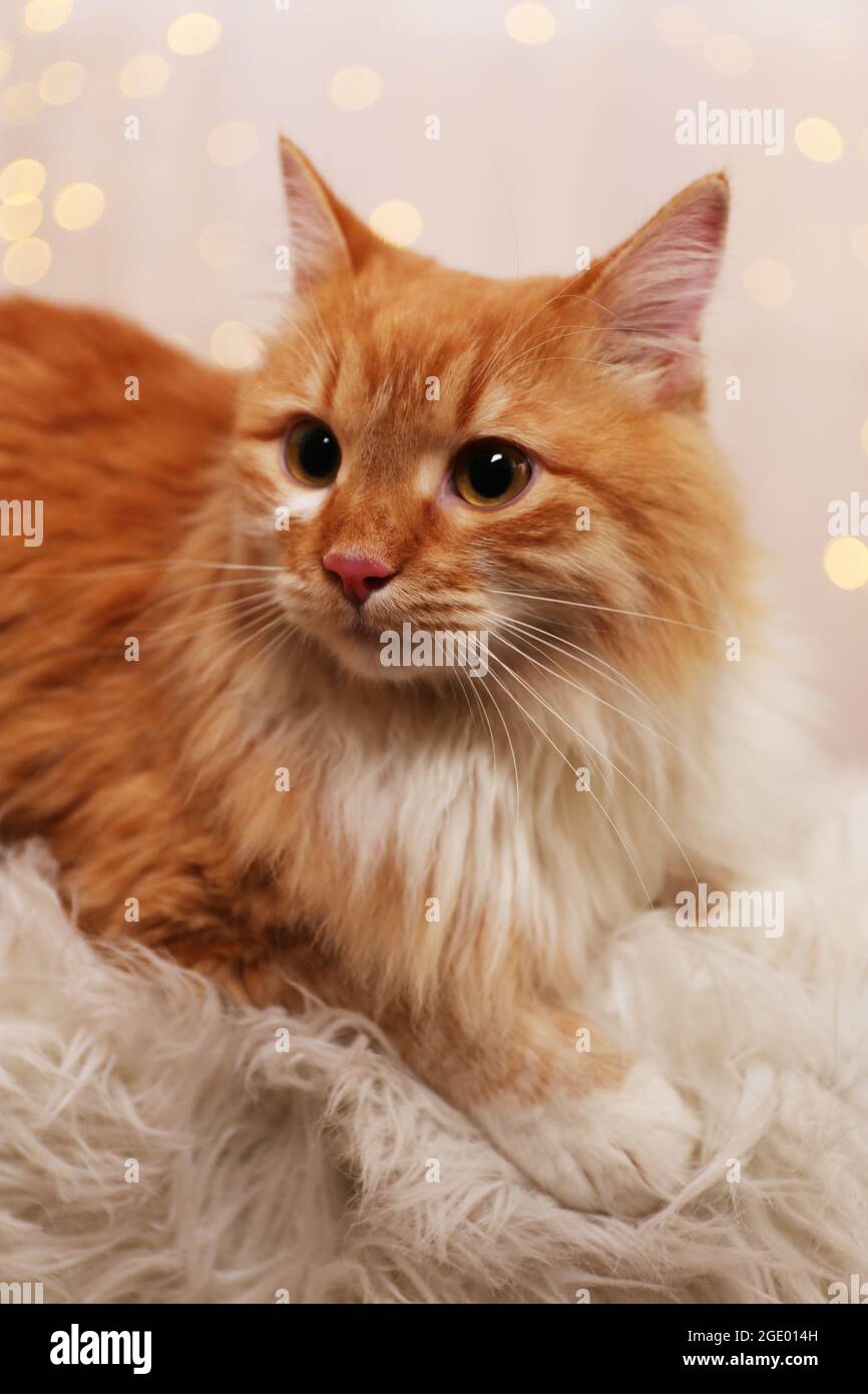 Lovable red cat on lights background Stock Photo - Alamy