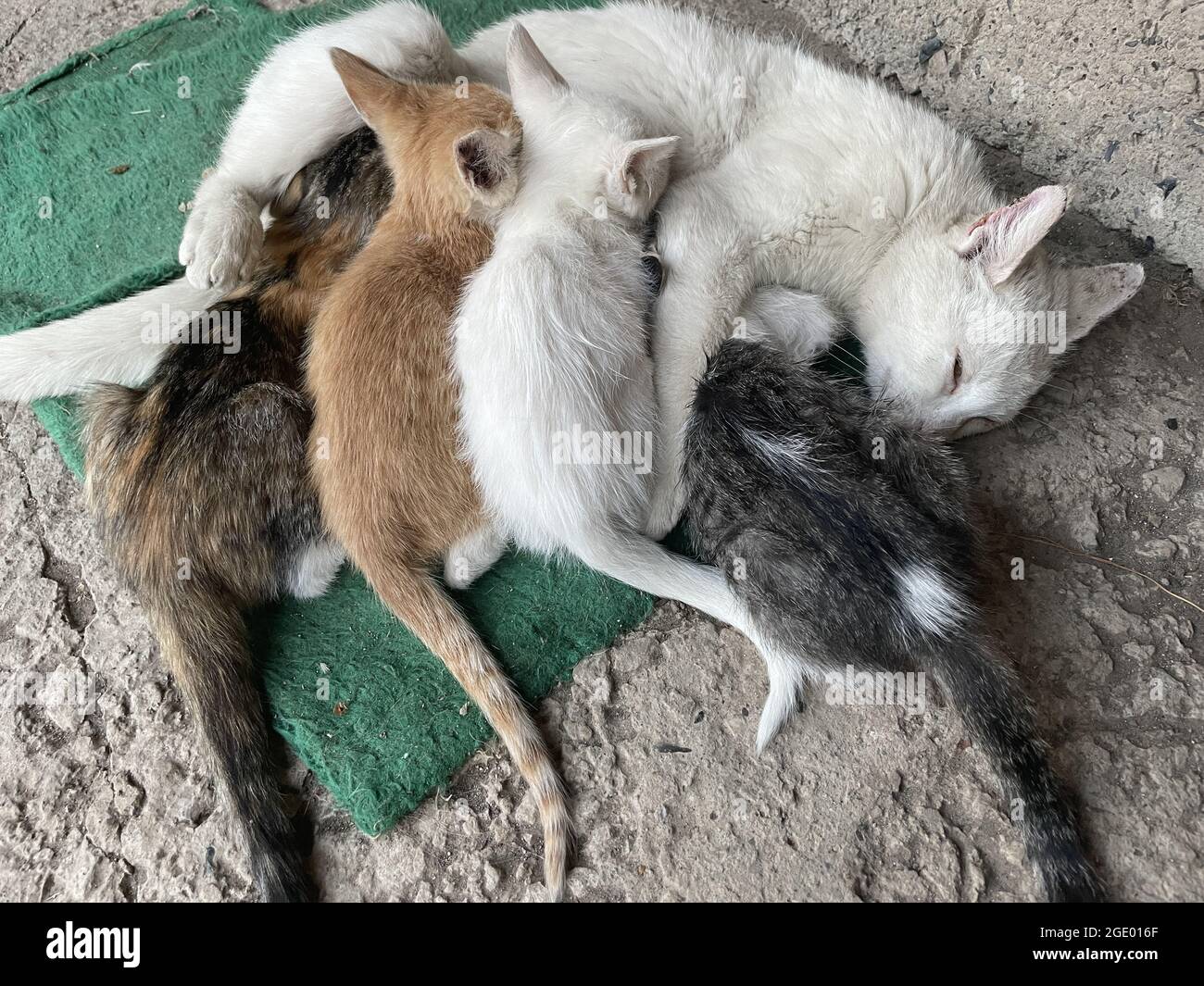 An overhead shot of a cat with its kittens lying on the ground Stock ...