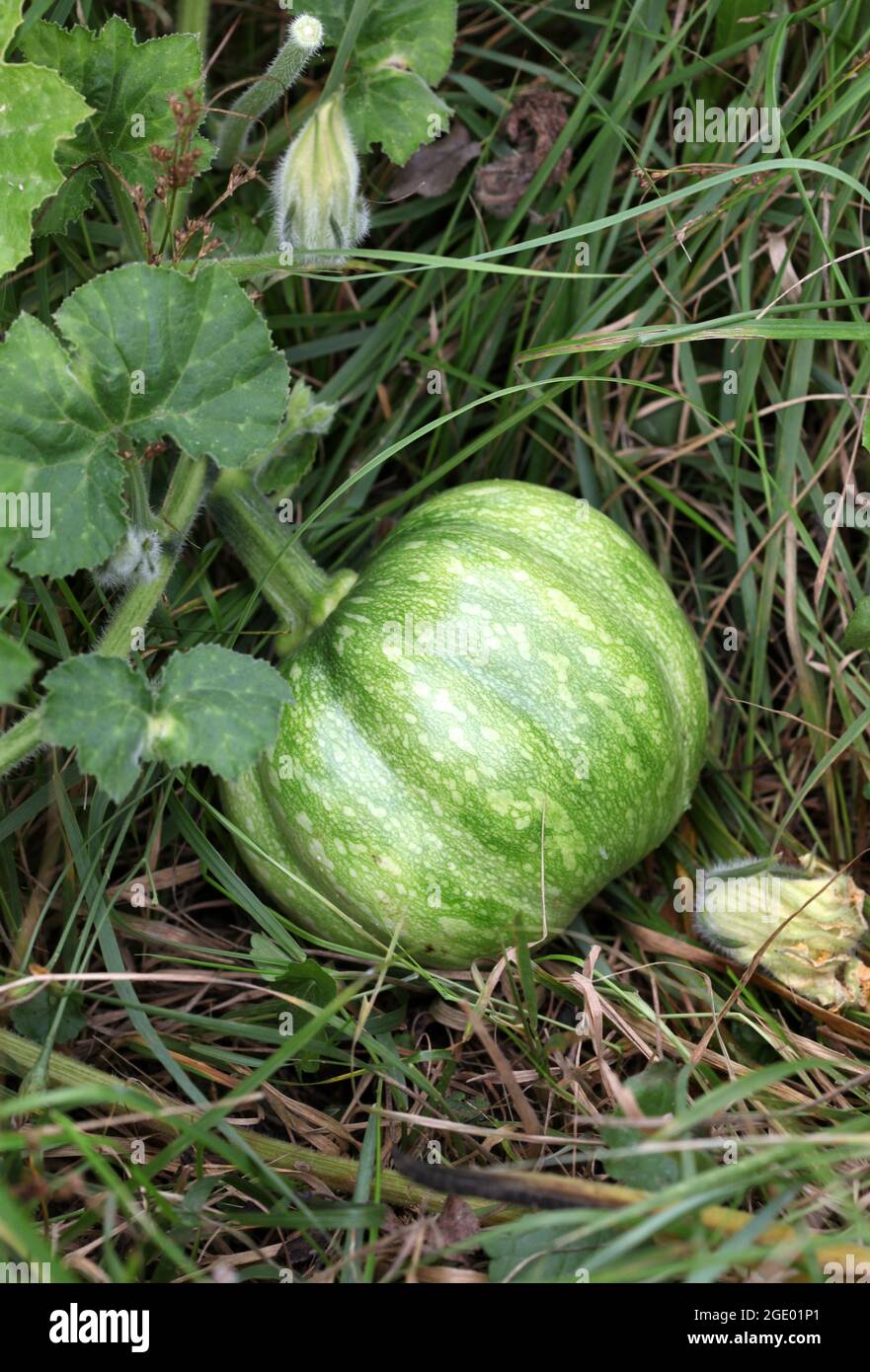 A green unripe pumpkins in the garden Stock Photo - Alamy