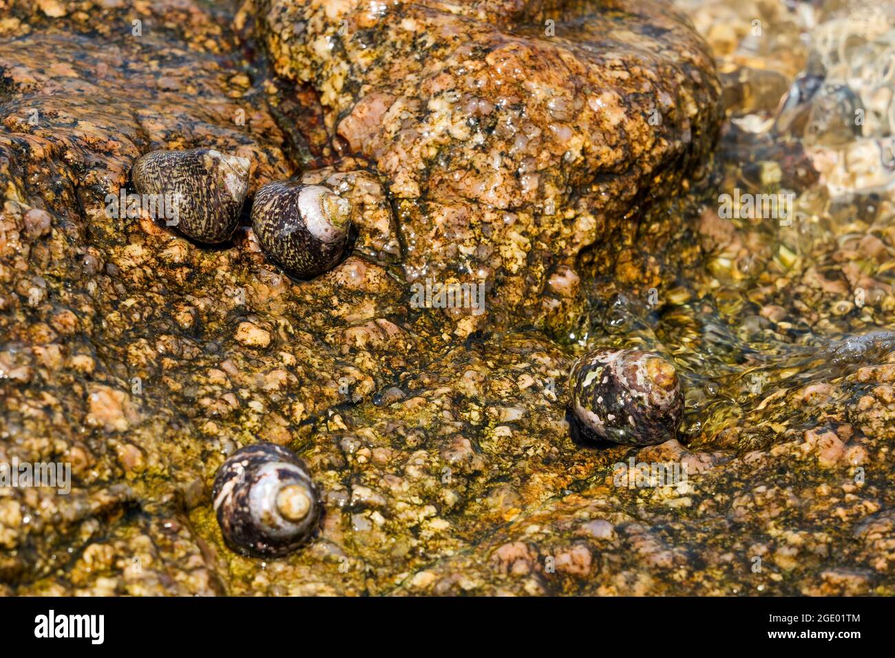 Shells on a rock, Tatihou Island, Saint-Vaast la Hougue Bay, Manche ...