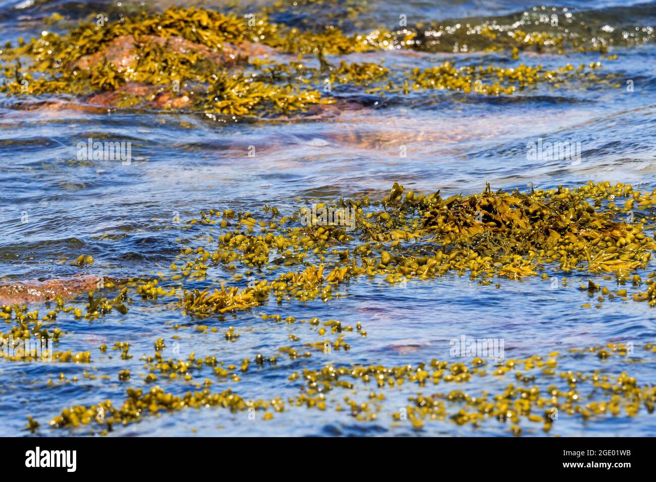 Algae floatting on the water, Tatihou Island, Saint-Vaast la Hougue Bay ...