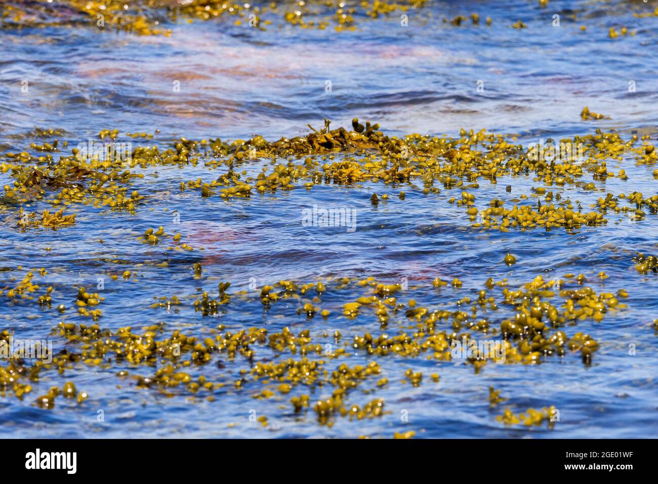 Algae floatting on the water, Tatihou Island, Saint-Vaast la Hougue Bay ...