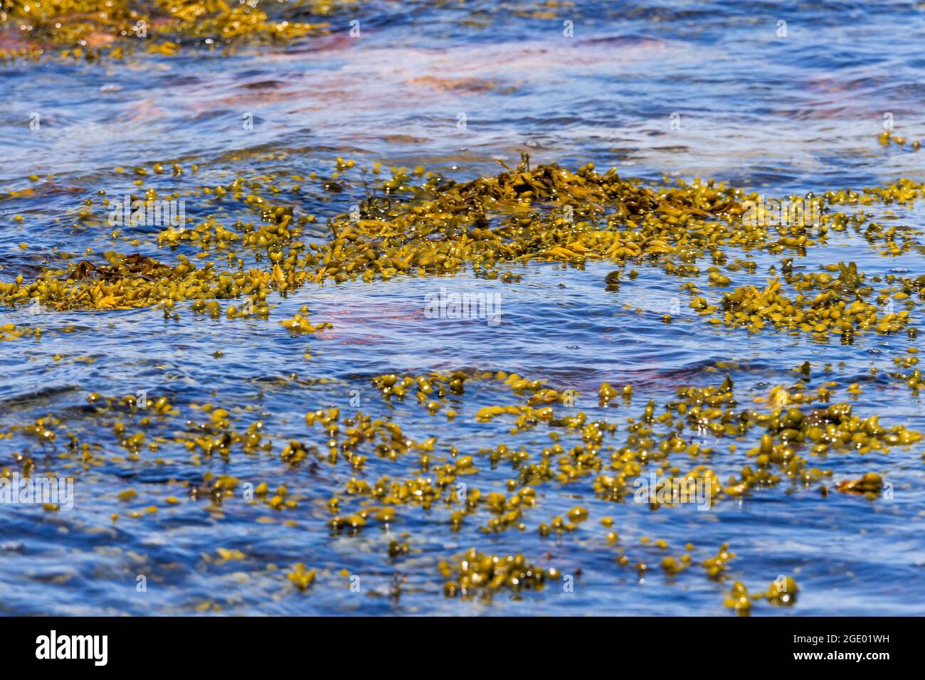 Algae floatting on the water, Tatihou Island, Saint-Vaast la Hougue Bay ...