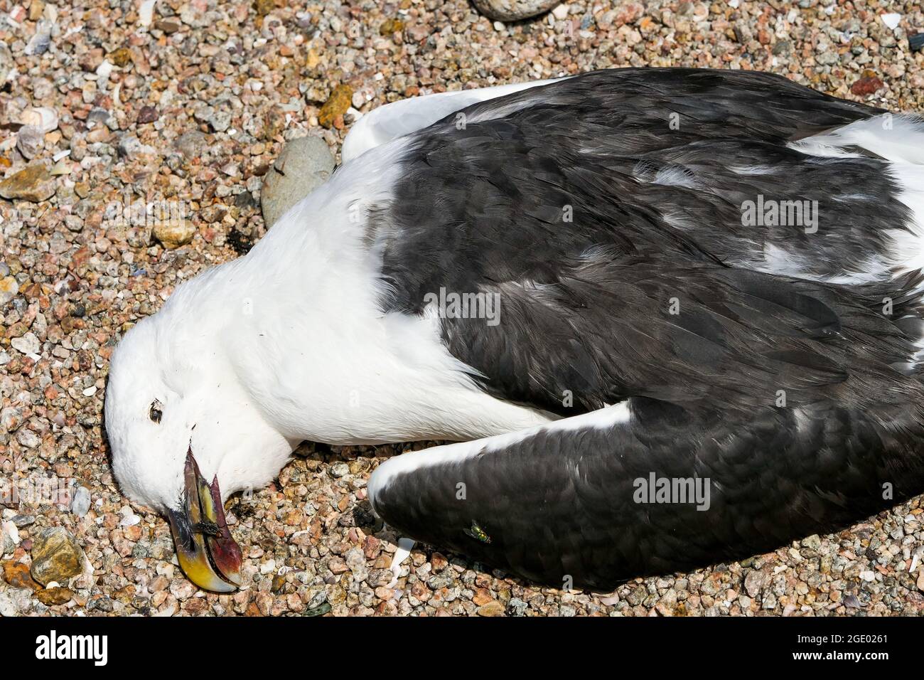 Dead seagull, Tatihou Island, Saint-Vaast la Hougue Bay, Manche ...