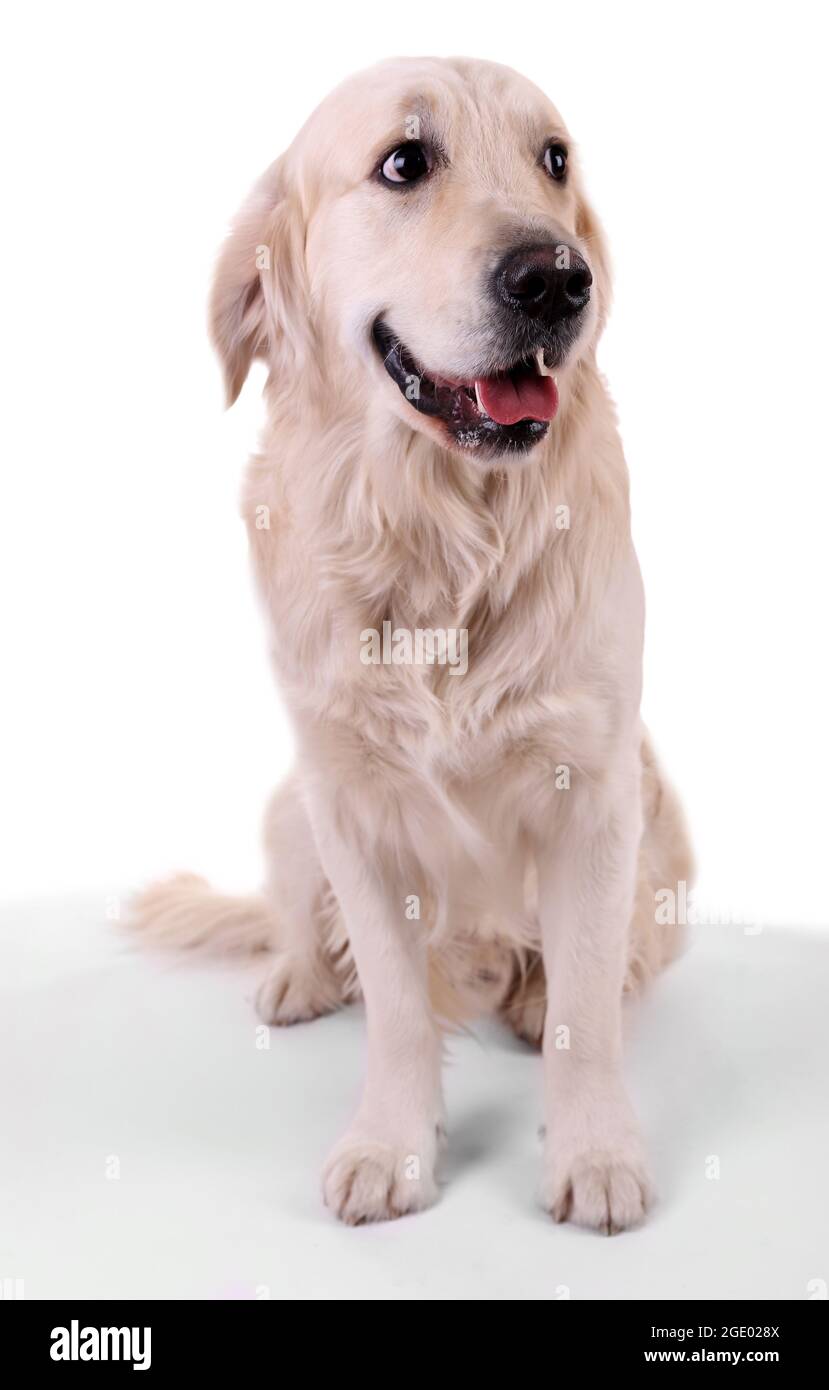 Adorable Labrador sitting, isolated on white Stock Photo - Alamy