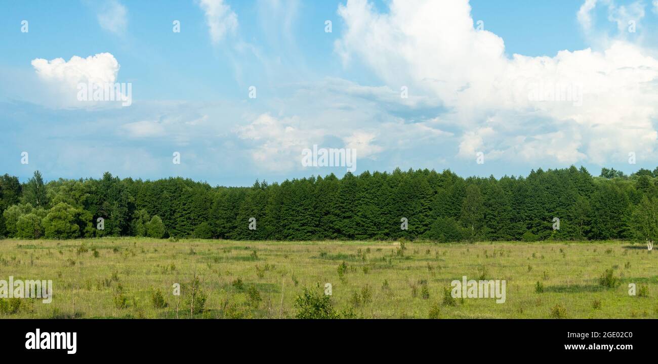 The Summer landscape with forest and field, nature of Russia Stock ...