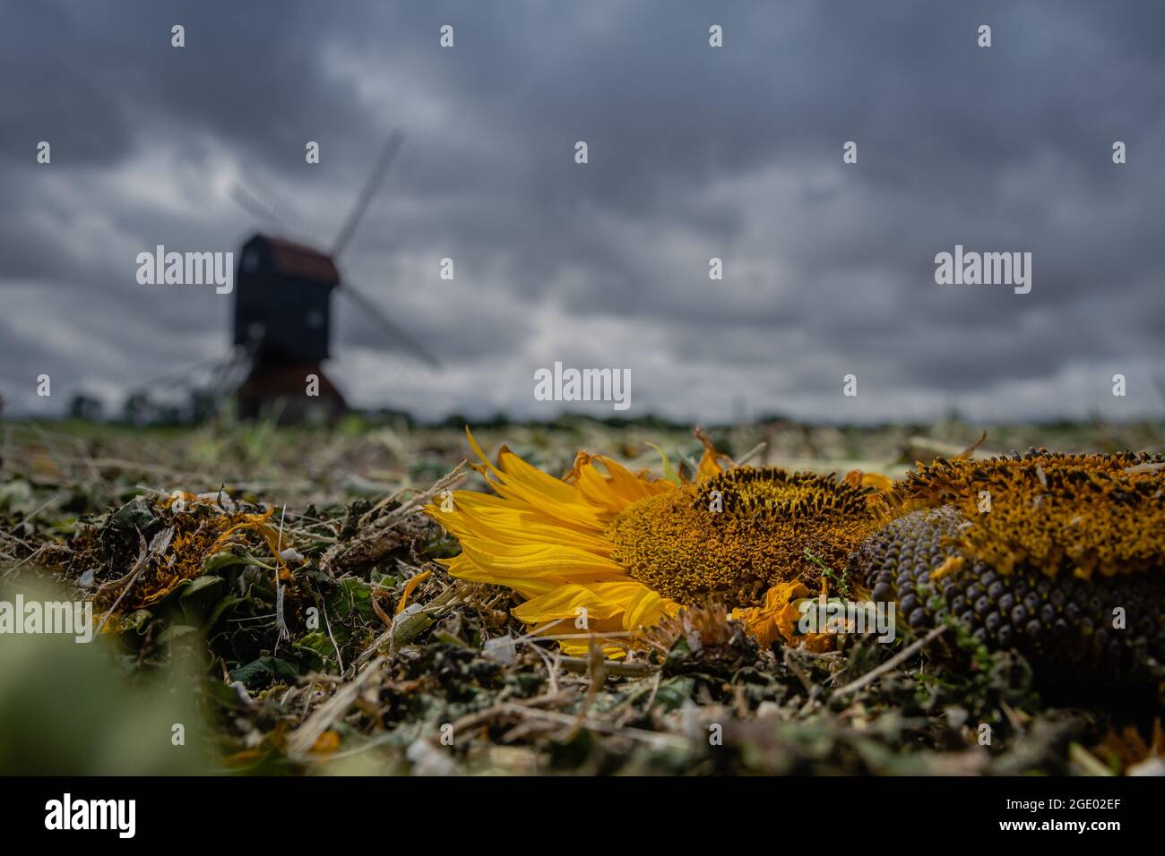 The remains of the sunflower field at Windmill Farm in Stevington ...